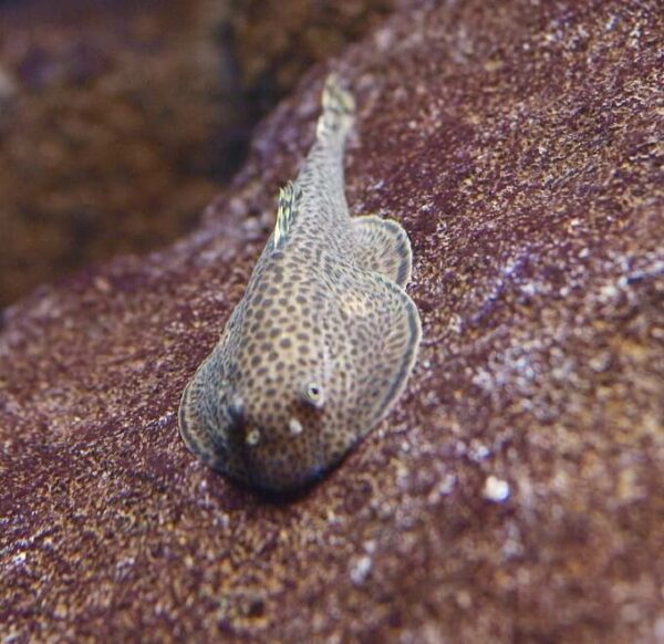 27 Best Cold Water Fish For Your Aquarium (No Heater)