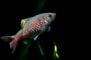 27 Best Cold Water Fish For Your Aquarium (No Heater)