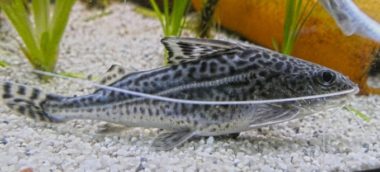 The 15 Best Types Of Freshwater Aquarium Catfish