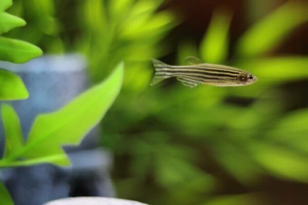 27 Best Cold Water Fish For Your Aquarium (No Heater)