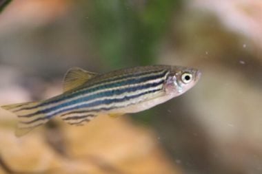 21 Small Freshwater Fish For Nano Tanks & Aquariums