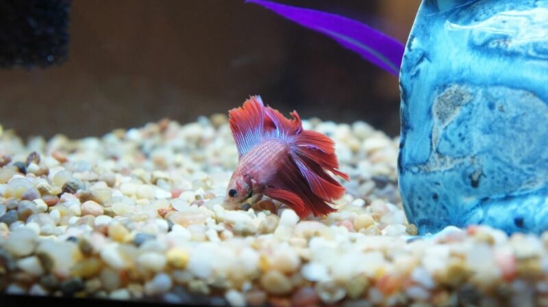 Do Betta Fish Sleep? The Real Answer...