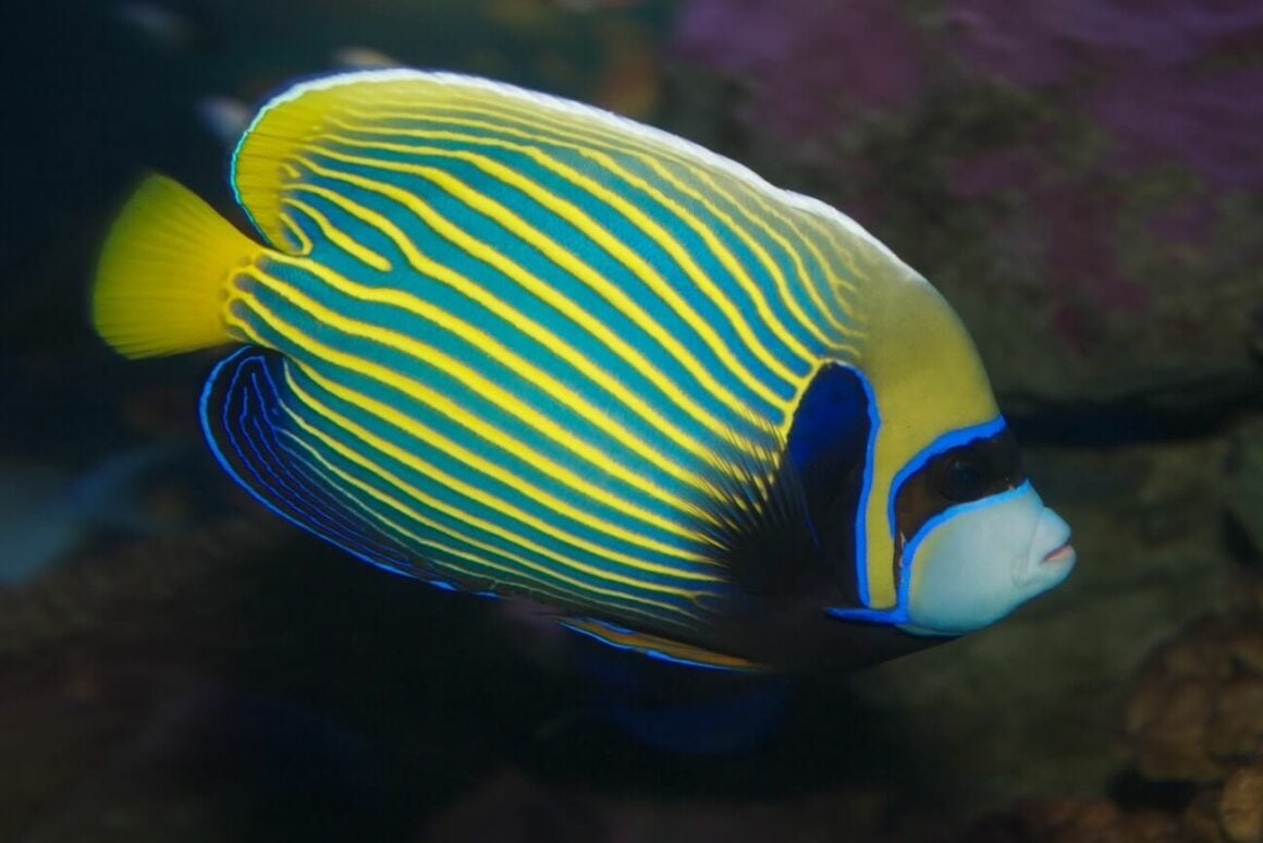 Emperor Angelfish 101: Care, Lifespan, Facts & More!