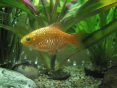 Rosy Barb Care: Tank Mates, Size, Breeding, Diet & More