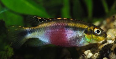 Kribensis Cichlid 101: Care, Size, Tank Requirements...