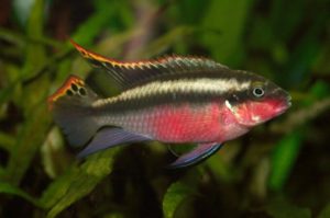 Kribensis Cichlid 101: Care, Size, Tank Requirements...