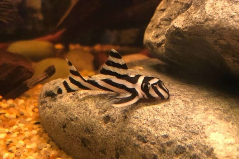Zebra Pleco 101: Care, Size, Breeding & More!