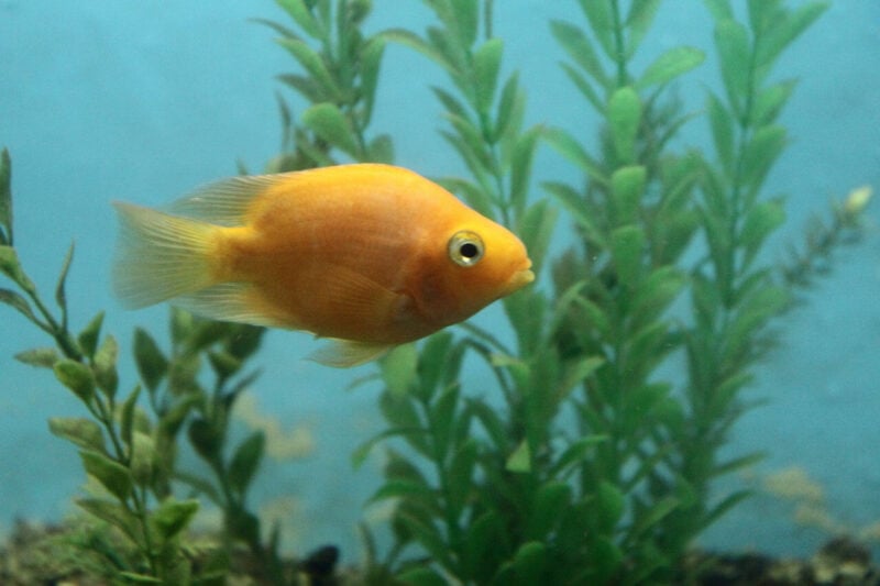 Blood Parrot Cichlid Care: Size, Behavior, Tank Mates...