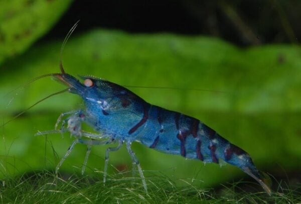 17 Types Of Freshwater Aquarium Shrimp You Need To See