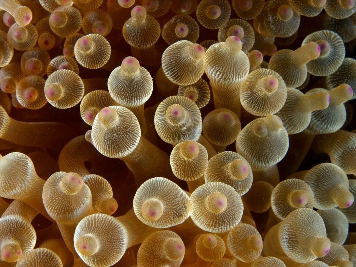 Bubble Tip Anemone 101: Care, Feeding, Placement & More