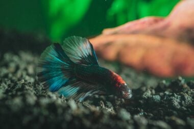 Why You Have A Cloudy Fish Tank (And How To Fix It)