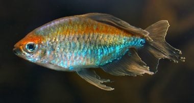 31 Amazing Types Of Tetra Species (The Complete List)