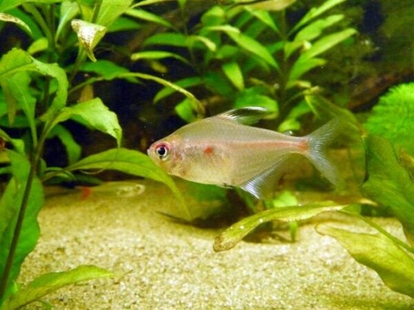 31 Amazing Types Of Tetra Species (The Complete List)