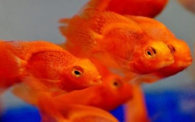 Blood Parrot Cichlid Care: Size, Behavior, Tank Mates...