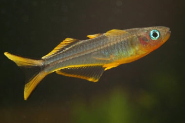 Forktail Rainbowfish 101 (Pseudomugil furcatus)