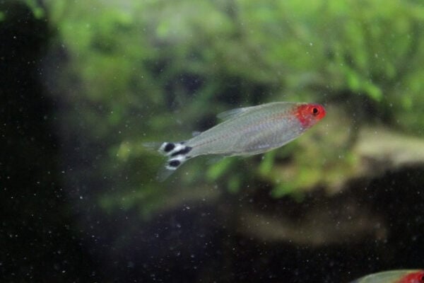 31 Amazing Types Of Tetra Species (The Complete List)