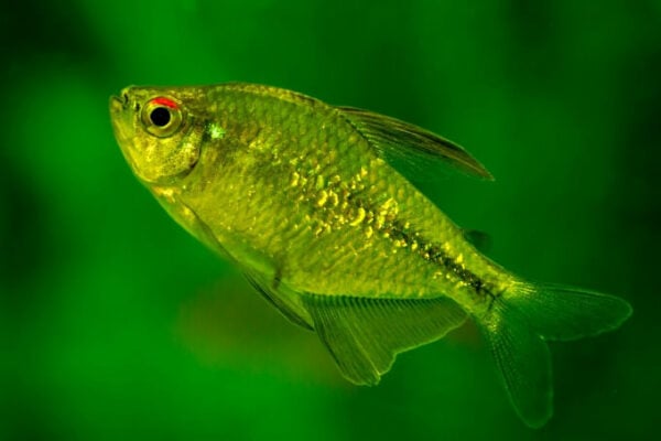 31 Amazing Types Of Tetra Species (The Complete List)