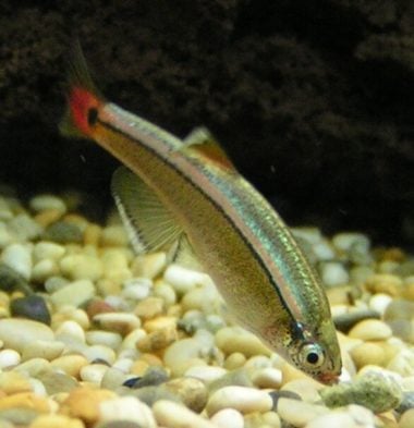 White Cloud Mountain Minnow 101: The Full Care Guide