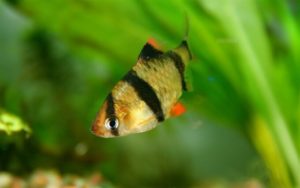 Tiger Barb 101: Care, Tank Mates, Size, Breeding & More