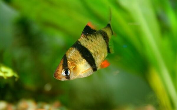 Tiger Barb 101: Care, Tank Mates, Size, Breeding & More