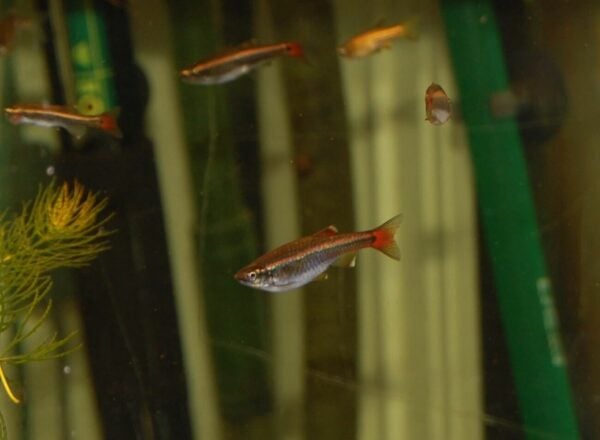 White Cloud Mountain Minnow 101: The Full Care Guide