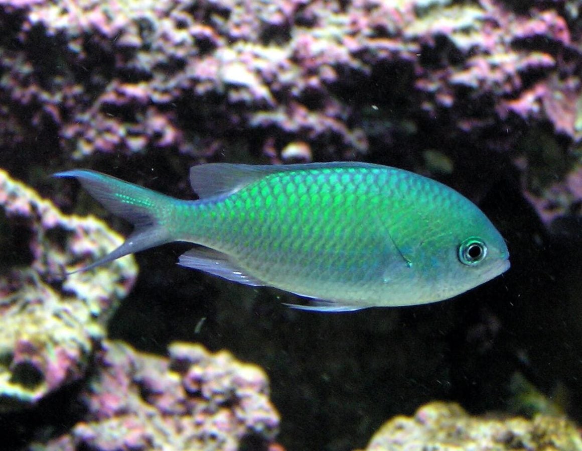 Blue Green Chromis Care: The Complete Guide