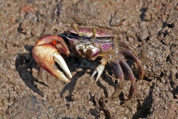 Fiddler Crab Care: Habitat, Food, Tank Mates, Setup...