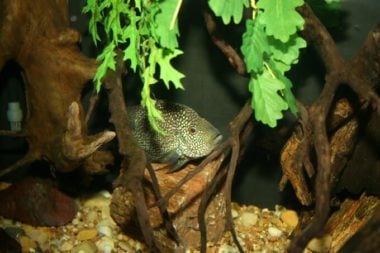 Texas Cichlid 101: Care, Size, Tank Mates, Breeding...