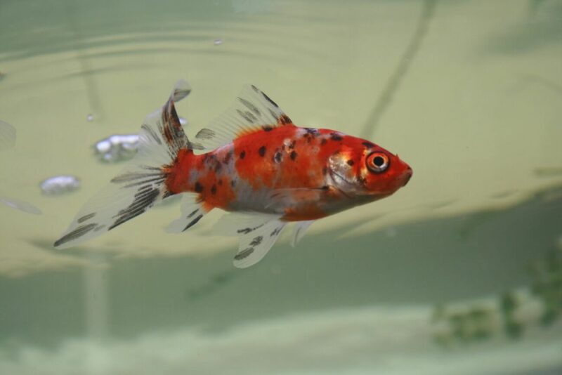 Shubunkin Goldfish 101: Care, Size, Lifespan & More