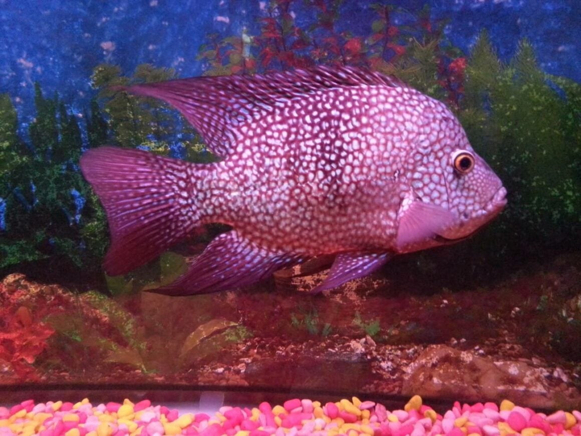 Texas Cichlid 101: Care, Size, Tank Mates, Breeding...