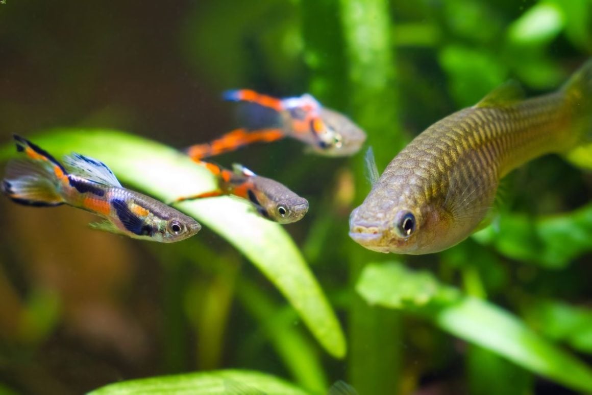 Endler's Livebearer Care 101 (Poecilia Wingei)