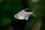 Bleeding Heart Tetra 101: The Complete Care Guide