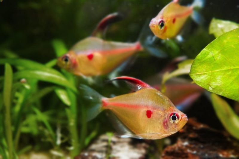 Bleeding Heart Tetra 101: The Complete Care Guide