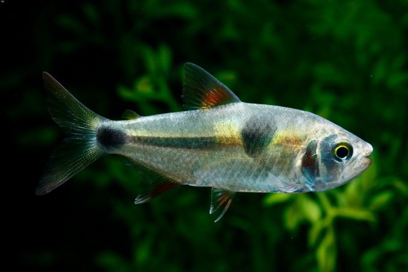 Bucktooth Tetra 101: Care, Feeding, Aggression, & More