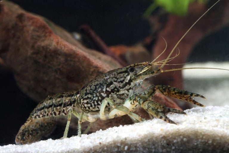 What Do Crayfish Eat? Full Food & Diet List