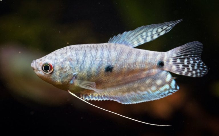 Blue or Three Spot Gourami 101: Care, Tank Mates & Lifespan