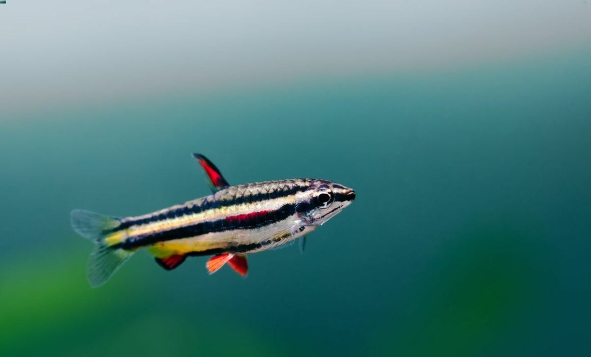 35 Peaceful Community Fish For Your Tank (Updated List)
