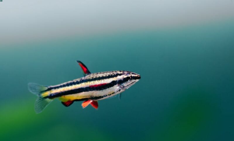 35 Peaceful Community Fish For Your Tank (Updated List)