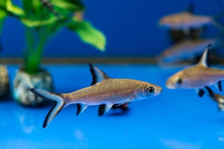 35 Peaceful Community Fish For Your Tank (Updated List)