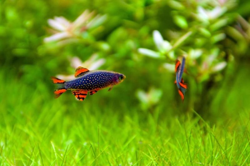 35 Peaceful Community Fish For Your Tank (Updated List)