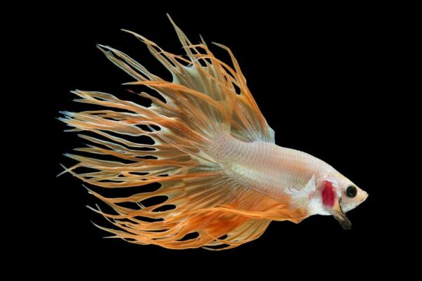 Crowntail Betta 101: Care, Lifespan, Facts & More!