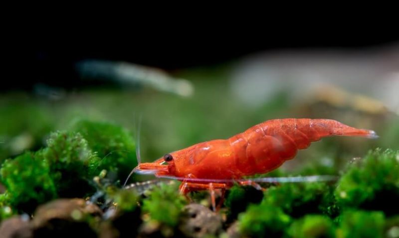 13 Amazing Goldfish Tank Mates (Best Companions)