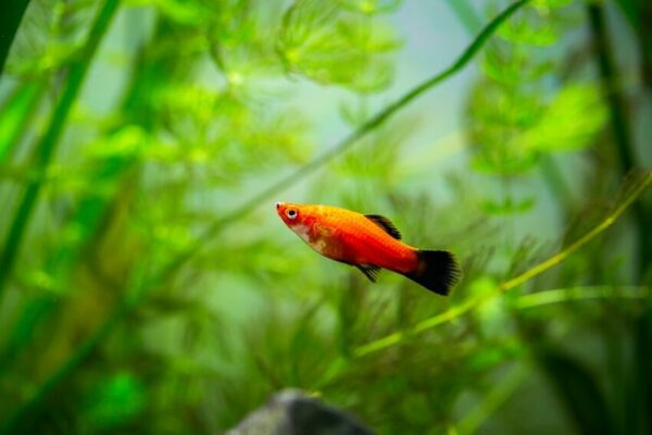 Platy Fish 101: Care, Types, Diet, Lifespan & More!