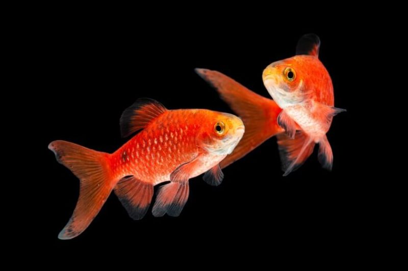 13 Amazing Goldfish Tank Mates (Best Companions)