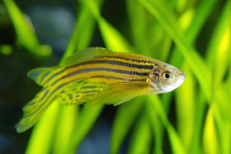 Zebra Danio 101: Care, Size, Lifespan, Tank Mates...