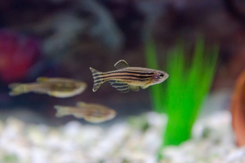 Zebra Danio 101: Care, Size, Lifespan, Tank Mates...
