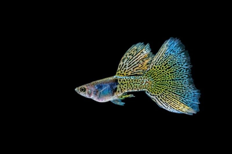 Guppy Care Made Easy: Tips for Colorful, Healthy Fish