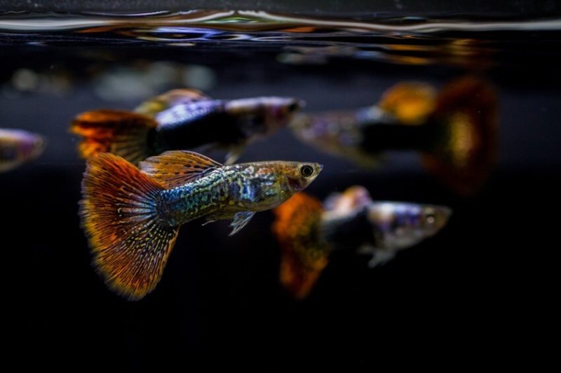 Guppy Care Made Easy: Tips for Colorful, Healthy Fish