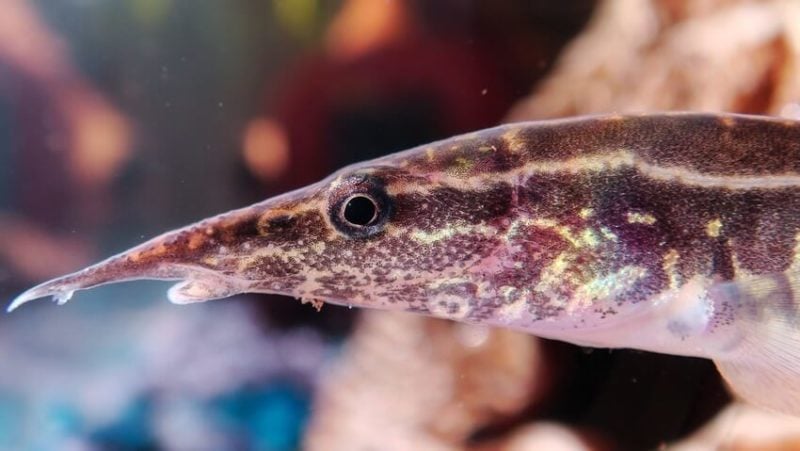 Peacock Eel: Care, Tank Mates, Food, Size & Lifespan