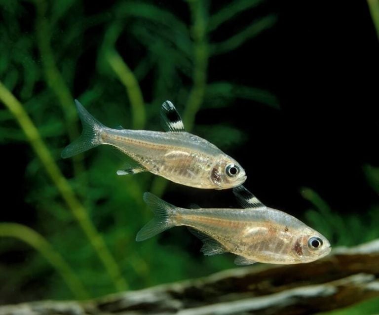 Pristella Tetra (X-Ray): Care, Diet, Tank Mates & More!